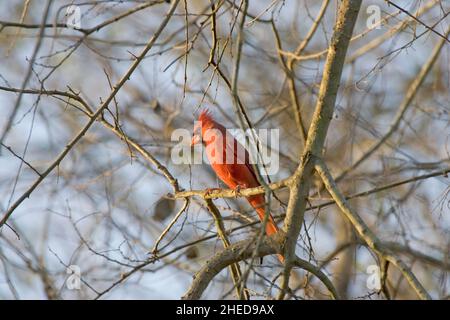 Northern Cardinal (Cardinalis cardinalis) Male, Santa Clara Ranch ...