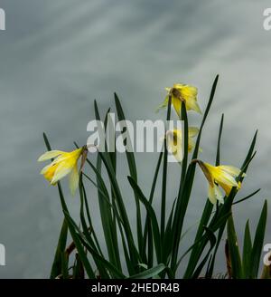 Wild daffodils in flower at Grasmere, The Lake District National Park ...