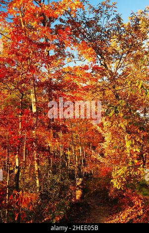 Path with oak trees changing color in fall Stock Photo - Alamy