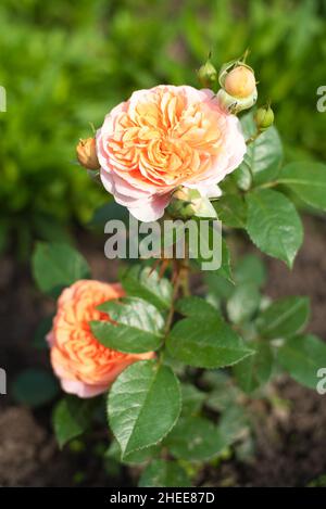 Nostalgic Hybrid Tea Rose Chippendale. Beautiful bush of yellow pink ...