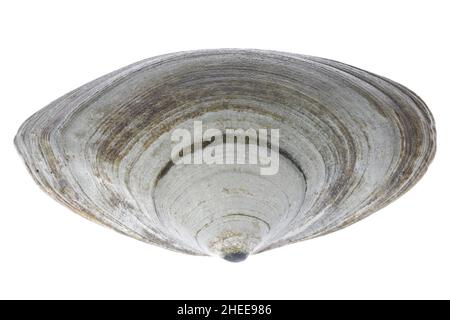 oval trough shell (Spisula elliptica) from the Dutch North Sea coast ...