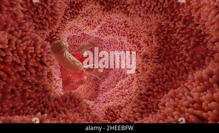 microvilli surface of digestive system, Intestinal villi with bacteria ...