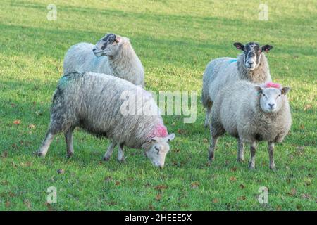 Sheep in a field in Baildon, Yorkshire. The sheep have been marked with ...