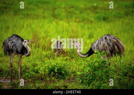 Emu is a big bird commonly seen in the Pantanal of Mato Grosso area ...