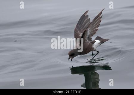 Pincoya Storm-Petrel (Oceanites pincoyae), single bird in flight over ...