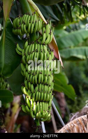 Banana trees plantations with clusters of green bananas tropical fruits ...