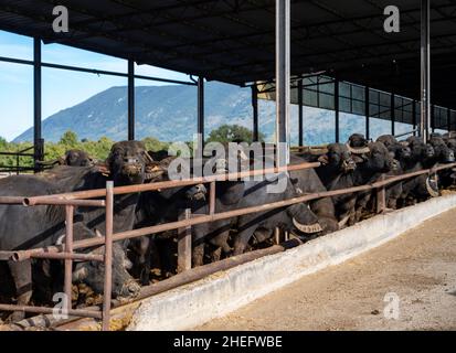 Mediterranea Italiana black buffalo raised on Italian cheese farm for ...
