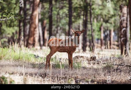 Bambi. Nature animals concept. White-tailed Deer Fawn. Roe, capreolus ...
