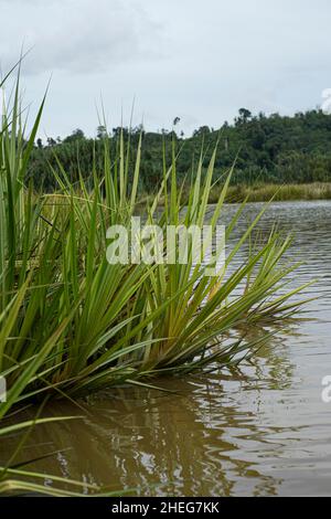 Young shoot of the pandanus tree or locally known as pokok rasau found ...