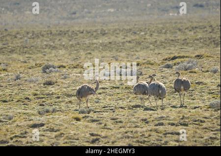 The common rhea or pampean rhea, is a species of strutioniform bird of ...