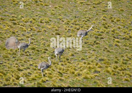 The common rhea or pampean rhea, is a species of strutioniform bird of ...