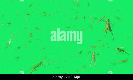 3d illustration - featuring a swarm of thousands of locusts flying into ...