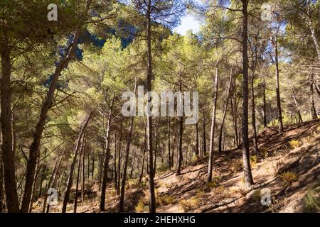 Ruta Botanica waking route from Area Recreativa El Alcázar, Sierra ...