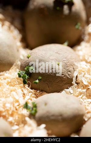 Chitting potatoes on a bed of saw dust Stock Photo - Alamy