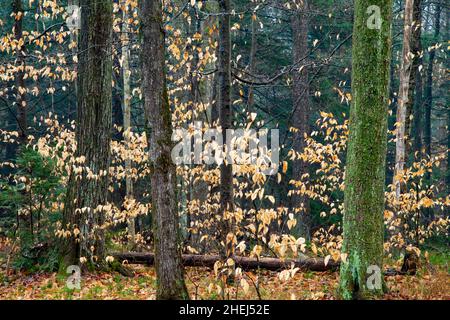 Northern Hardwood Forest in Pennsylvania's Pocono Mountains, containing ...