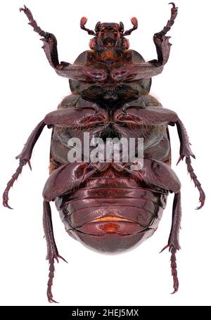 Hermit beetle Osmoderma eremita from family Scarabaeidae. Isolated on a ...