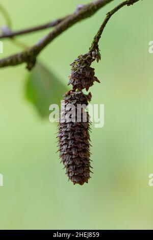 Betula pubescens fruit Stock Photo - Alamy
