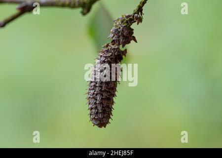 Betula pubescens fruit Stock Photo - Alamy