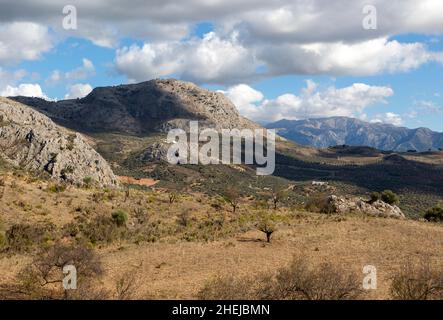 Olive trees near village of Aldea de Guaro, Periana, Axarquía ...