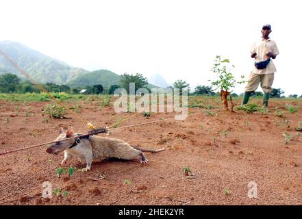 A RAT SEARCHES FOR A LANDMINE IN A SIMULATED MINEFIELD WHILST TETHERED ...