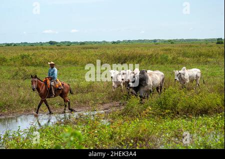 The cowboy from the Pantanal called pantaneiro taking his cattle ...
