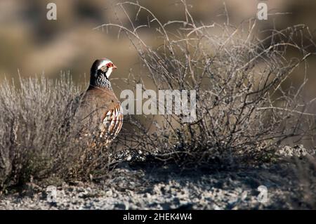 Red partridge or Alectoris rufa, galliform bird of the Phasianidae ...