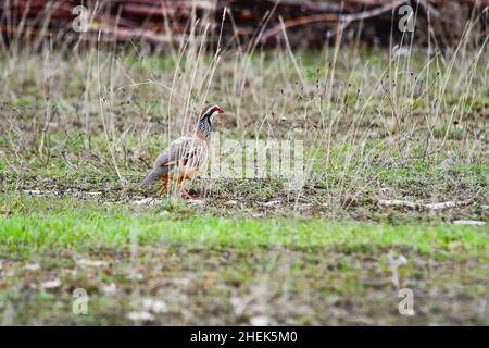 Red partridge or Alectoris rufa, galliform bird of the Phasianidae ...