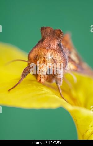 Gold Spot-Plusia festucae on white background Stock Photo - Alamy