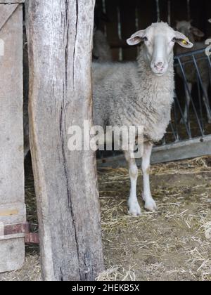 Old Barn With Herd Of Sheep Stock Photo - Alamy