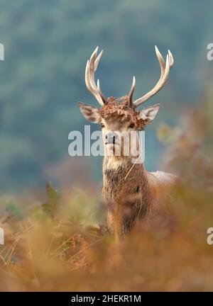 Red Deer Stag With Vegetation on Antlers Stock Photo - Alamy