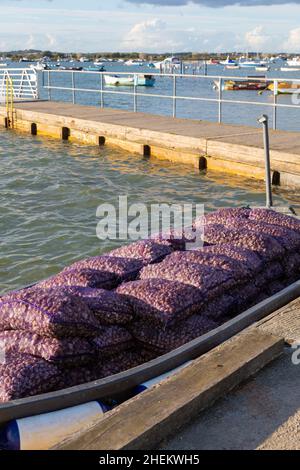 Sacks full of common whelks loaded on boat, West Mersea, essex, uk ...