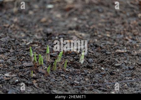 Hosta, emerging plants. Germinating bulb plants, spring in the garden ...