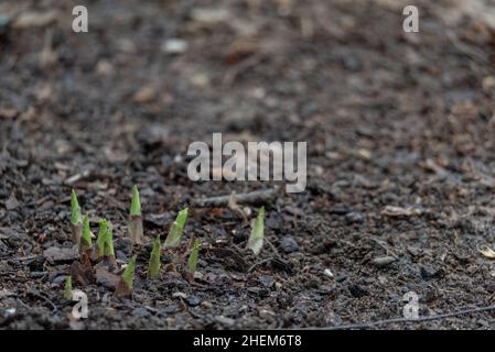 Hosta, emerging plants. Germinating bulb plants, spring in the garden ...