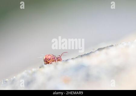 Globular springtail Dicyrtomina ornata or fusca in very close view ...