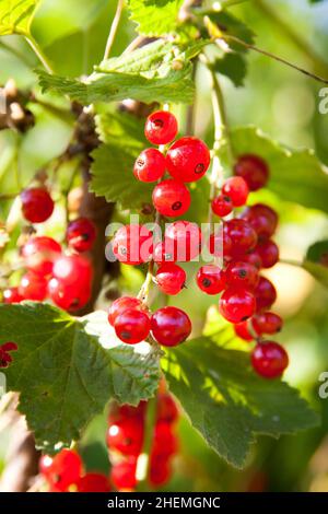 Macro shot of ripening red currant berries. High quality photo Stock ...