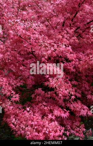 acer palmatum otome zakura red foliage leaves deciduous tree trees ...