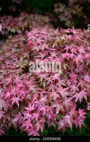 acer palmatum otome zakura red foliage leaves deciduous tree trees ...