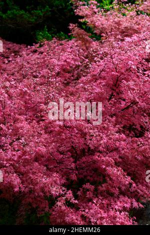 acer palmatum otome zakura red foliage leaves deciduous tree trees ...