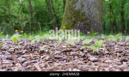 Small seedlings under an oak tree Stock Photo - Alamy