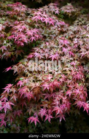 acer palmatum otome zakura red foliage leaves deciduous tree trees ...