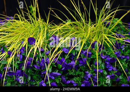 Carex oshimensis Everillo,Japanese Sedge,lime green sedge,sedges,blue ...