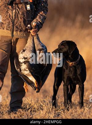 A Black Labrador Retriever with a Whitefronted Goose in North Dakota ...