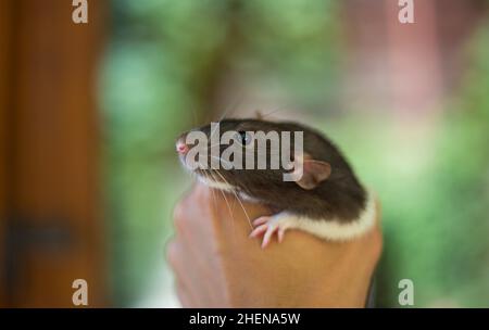 The hand holds the rat's view with close up Stock Photo - Alamy
