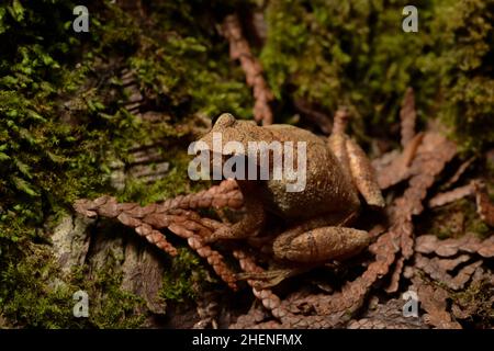 Spring Peeper (Pseudacris crucifer) from Leelanau County, Michigan, USA ...