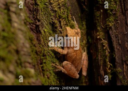 Spring Peeper (Pseudacris crucifer) from Leelanau County, Michigan, USA ...