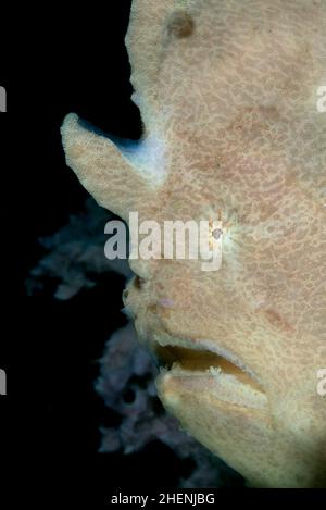 Giant Frogfish, Commerson's Anglerfish or Commerson's Frogfish ...