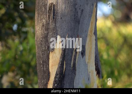 Eucalyptus punctata bark on trunk - Grey Gum. A species of eucalypt in ...