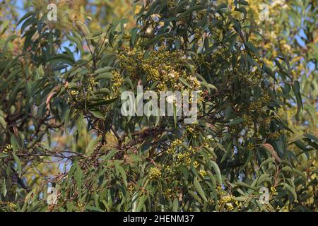Eucalyptus punctata flowers and leaves - Grey Gum. A species of ...