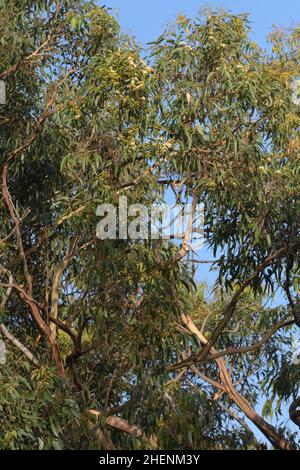 Eucalyptus punctata flowers and leaves - Grey Gum. A species of ...
