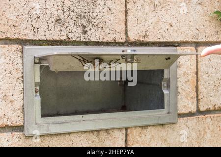 Grey Huntsman Spider (Holconia immanis) with red mites over body Stock ...